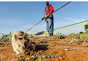Bomb-sniffing rats impress military team | WWF
