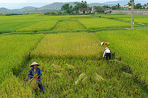 Mongolia Crops New Crop Origin Place Inner Mongolia Chinese ORGANIC