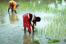 Study: Growing more rice with less water – WWF | WWF