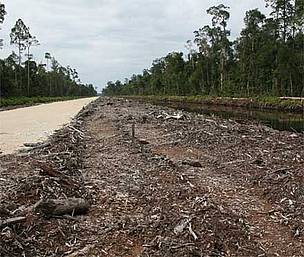 APP irregularities threaten massive climate and tiger impact | WWF