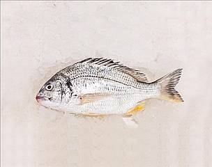 ‘Go Green’ with tasty fish options this Ramadan | WWF