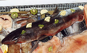 European shark plan needs more teeth | WWF