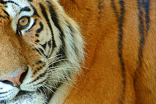 Tigers: why we need a roaring success | WWF