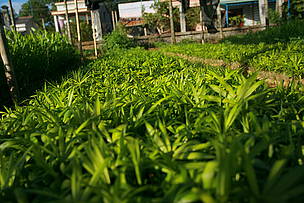 Sustainable rattan project receives high praise | WWF