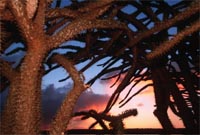 Sacred forests help conserve Madagascar's biodiversity | WWF