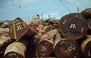 Massive majority want EU timber law | WWF