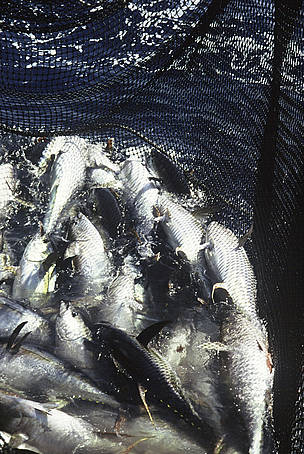Tuna Farming in the Mediterranean: the bluefin tuna stock at stake | WWF