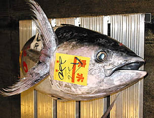 EU legitimizes overfishing of Mediterranean tuna | WWF