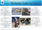 Fiji Marine Turtle Fact Sheet | WWF
