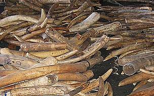 Philippines to destroy seized ivory stockpiles | WWF