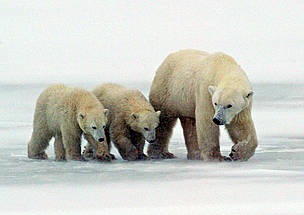 Impact of climate change on species | WWF