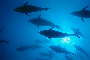 Endangered Atlantic bluefin tuna formally recommended for international ...