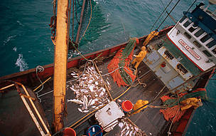 WWF support of the Friends of Fish Ministerial Statement | WWF