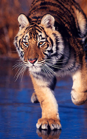 Poaching still biggest threat to recovery of world’s tiger populations ...